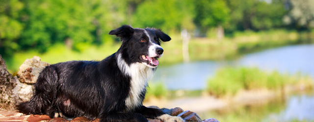 Herb Salad™' by Twin Beaks® Aviary Natural Avian Wellness